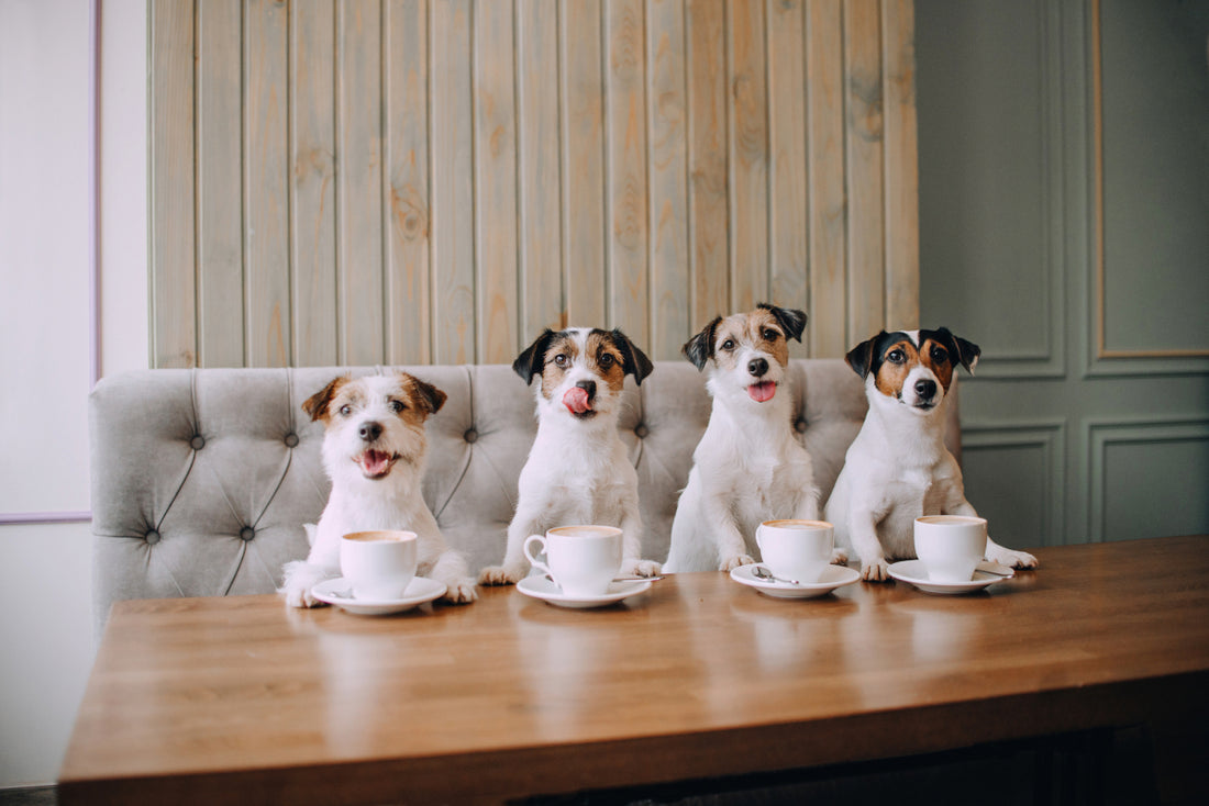 Coffee for Dogs | Barkista – Barkista | Coffee for Dogs