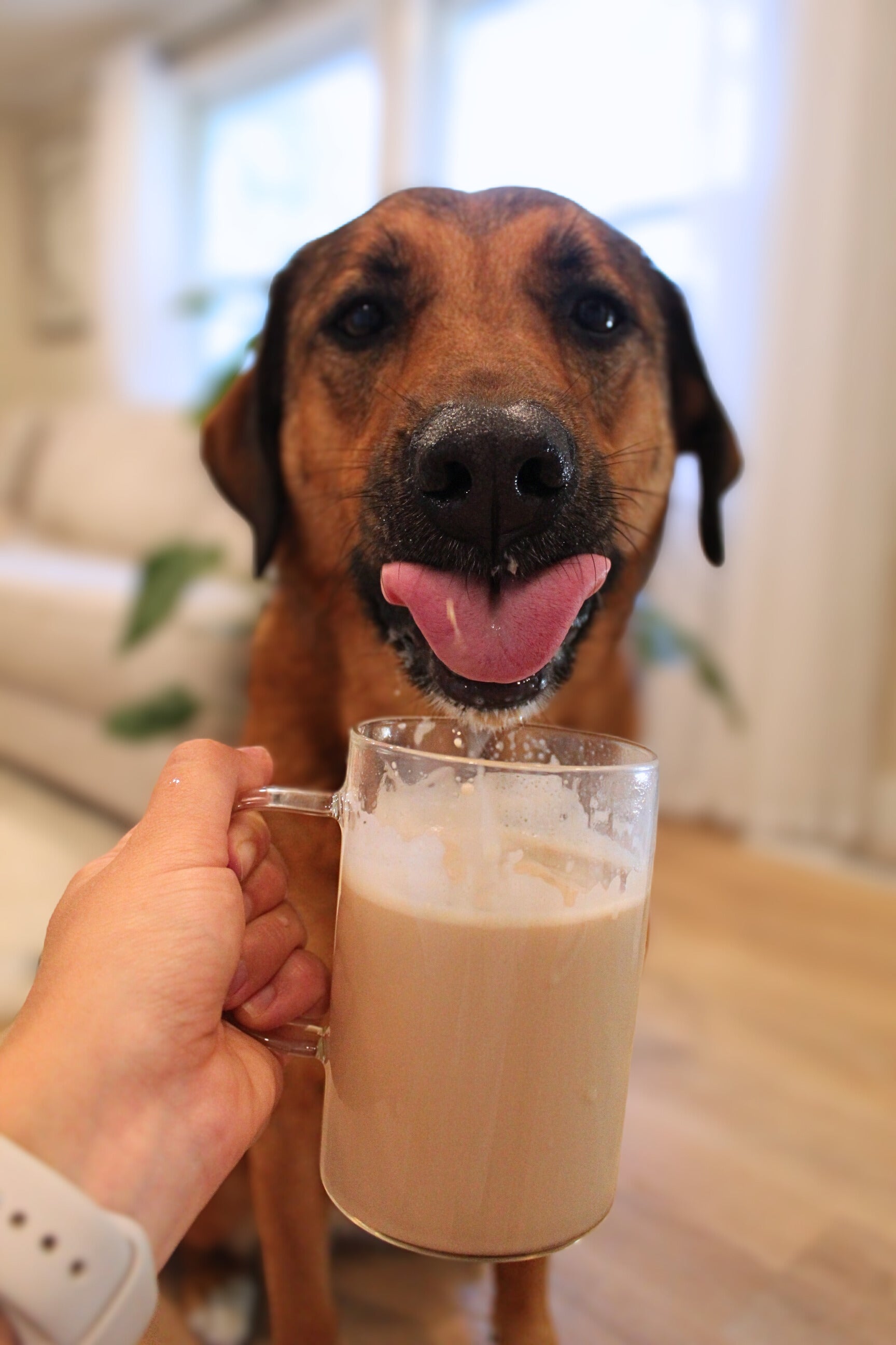 Coffee for Dogs | Barkista – Barkista | Coffee for Dogs